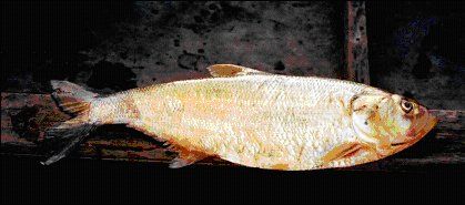 APAPÁ :: Fishing & Fishing