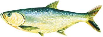 APAPÁ :: Fishing & Fishing