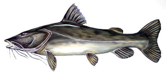 JAÚ :: Fishing & Fishing