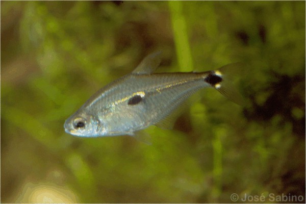 LAMBARI :: Fishing & Fishing