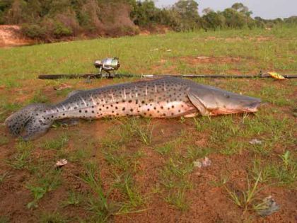 SURUBIM PINTADO :: Fishing & Fishing