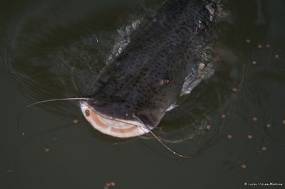 SURUBIM PINTADO :: Fishing & Fishing