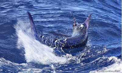 MARLIN AZUL :: Fishing & Fishing